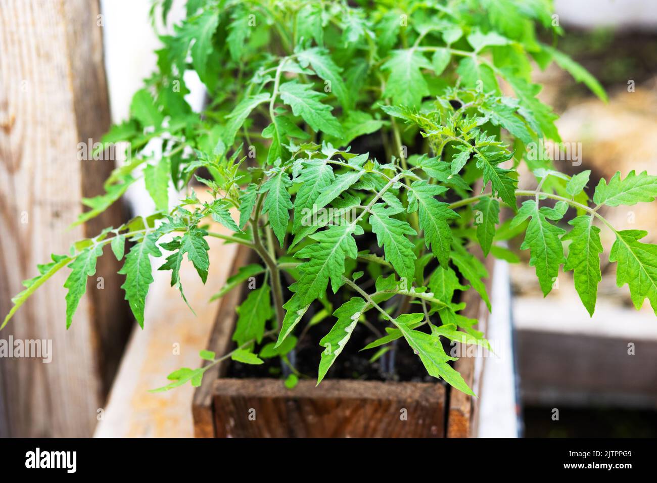 Spring tomato seedlings in a wooden box for future harvest Stock Photo ...
