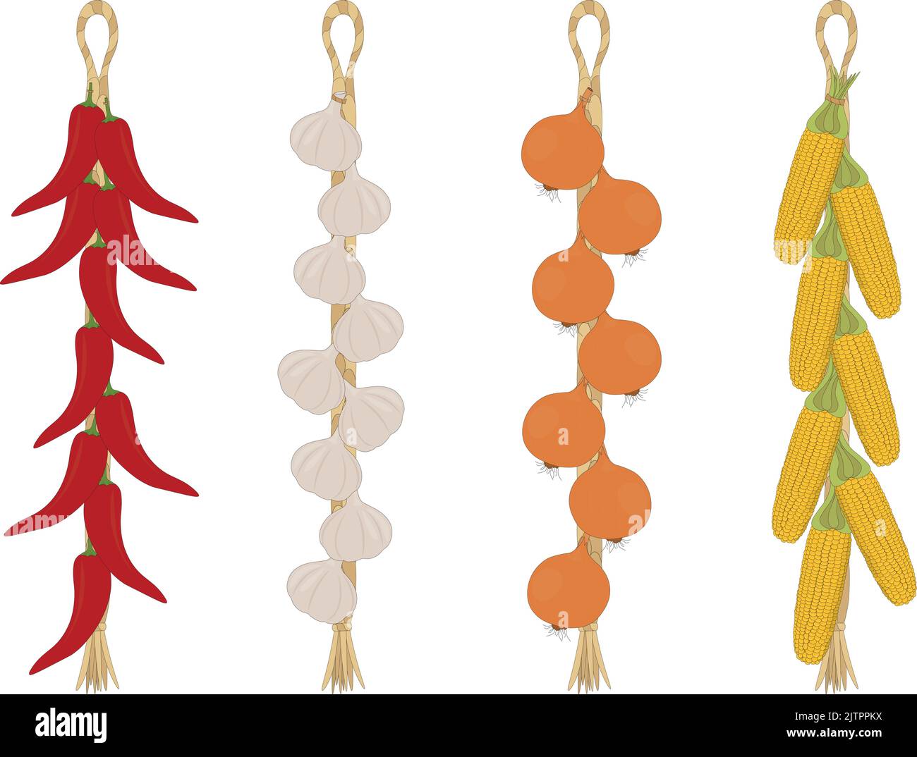 Hanging string of different harvested vegetables for storaging vector ...