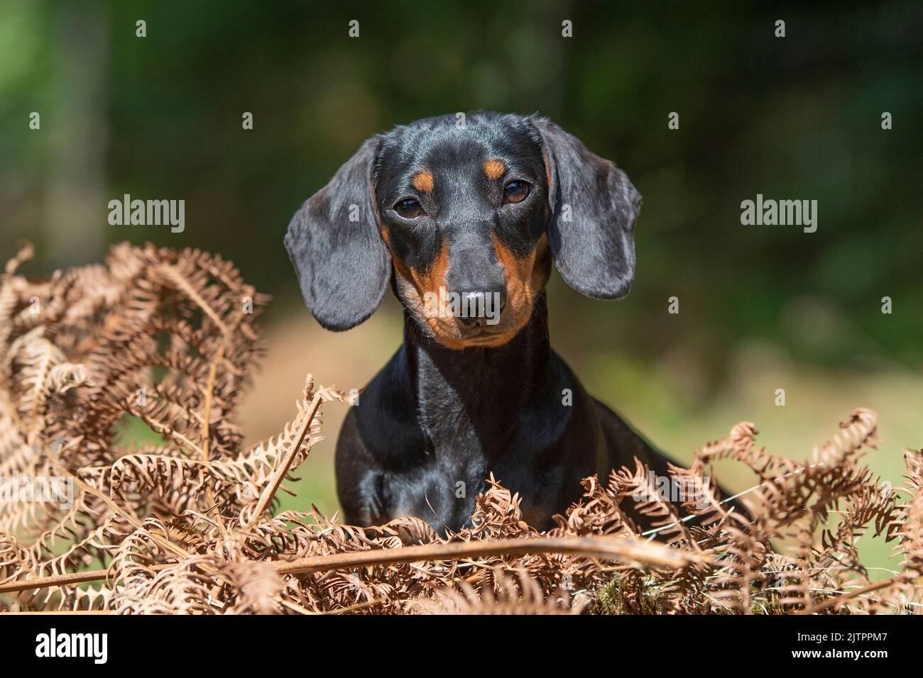 Miniature Smooth Haired Dachshund Stock Photo - Alamy