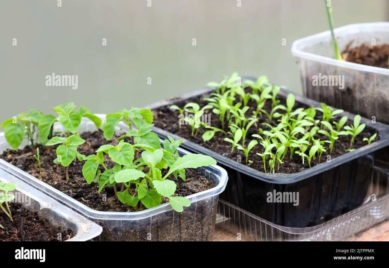 Spring seedlings of flowers in a box for planting on a flower bed Stock ...