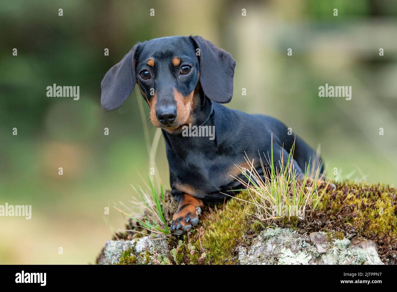 Miniature dachshund puppy dog Stock Photo - Alamy