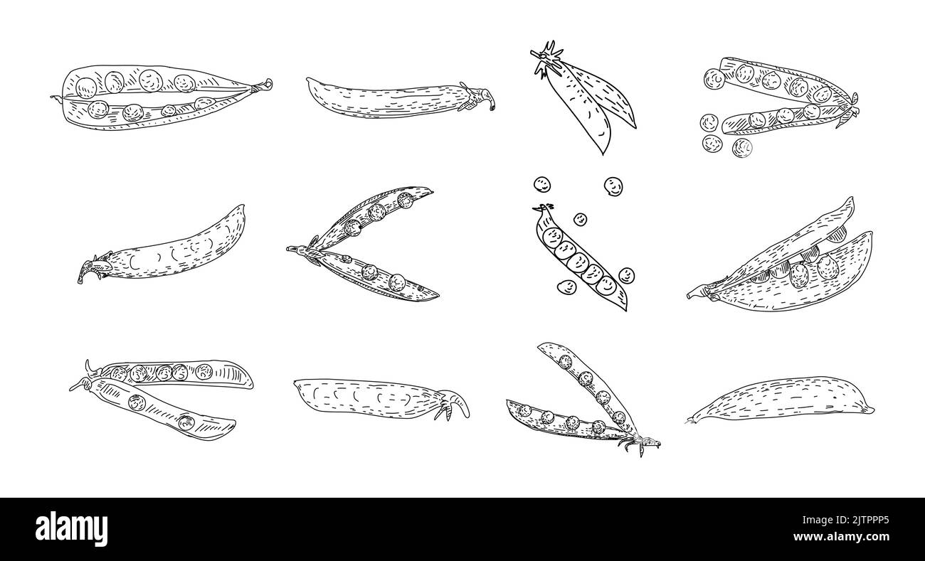 Pea hand drawn vector illustrations. Farm market product. Healthy ...