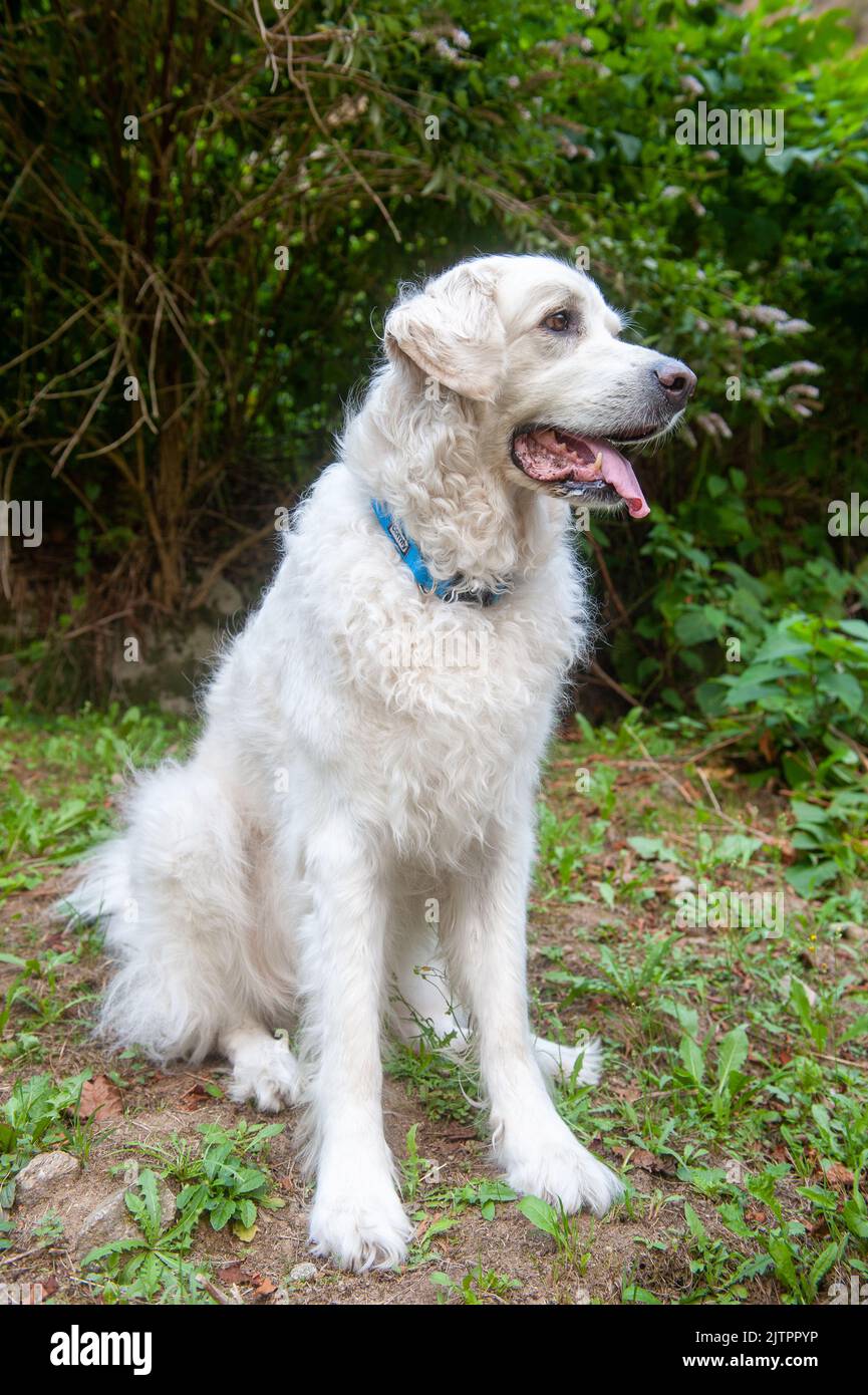 Tatra shepherd dog hi-res stock photography and images - Alamy