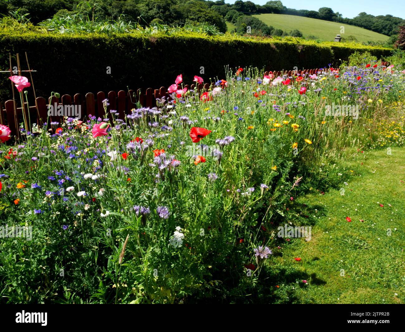 Mixed pollinator plants hi-res stock photography and images - Alamy