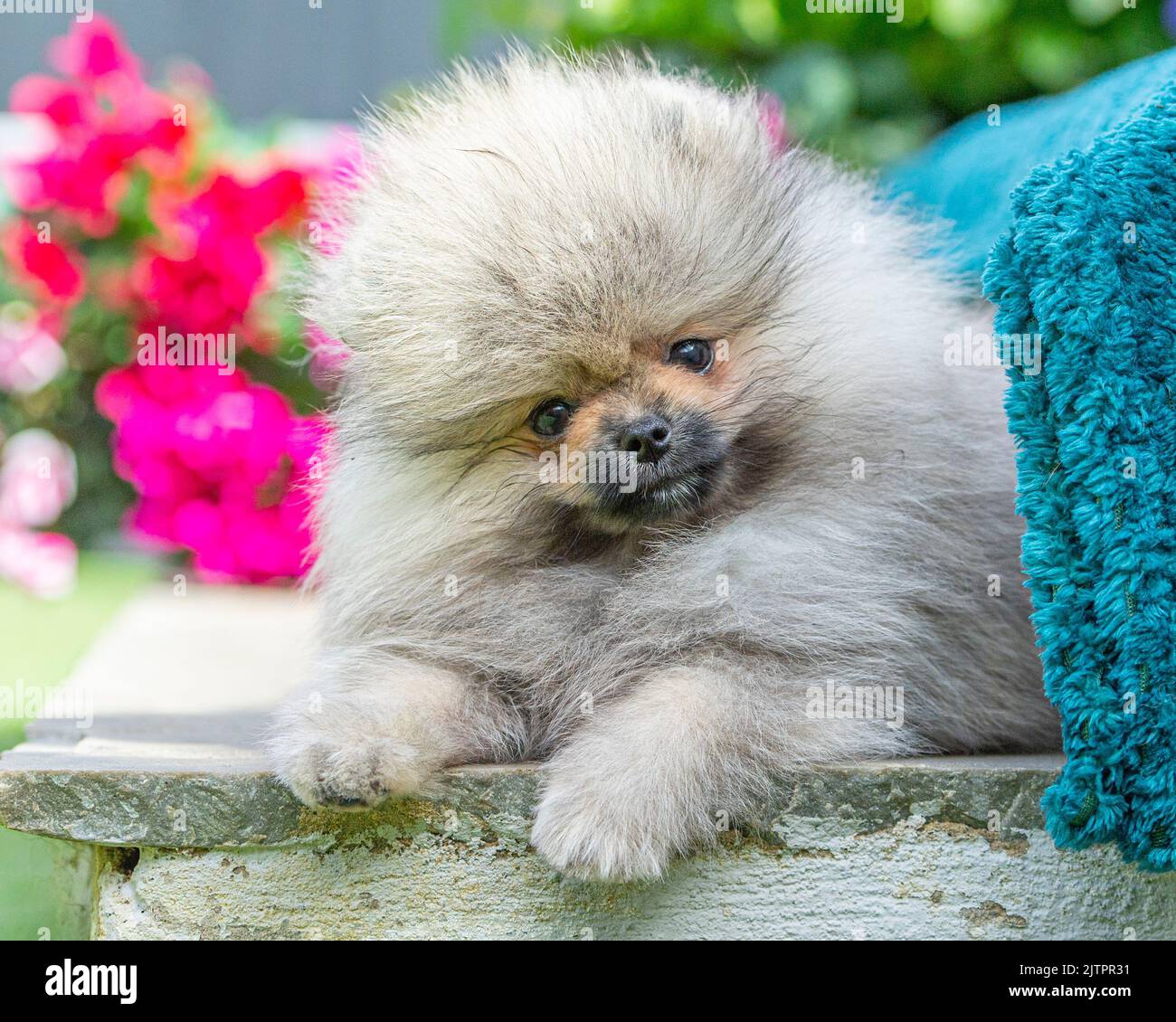 cute Pomeranian puppy Stock Photo - Alamy