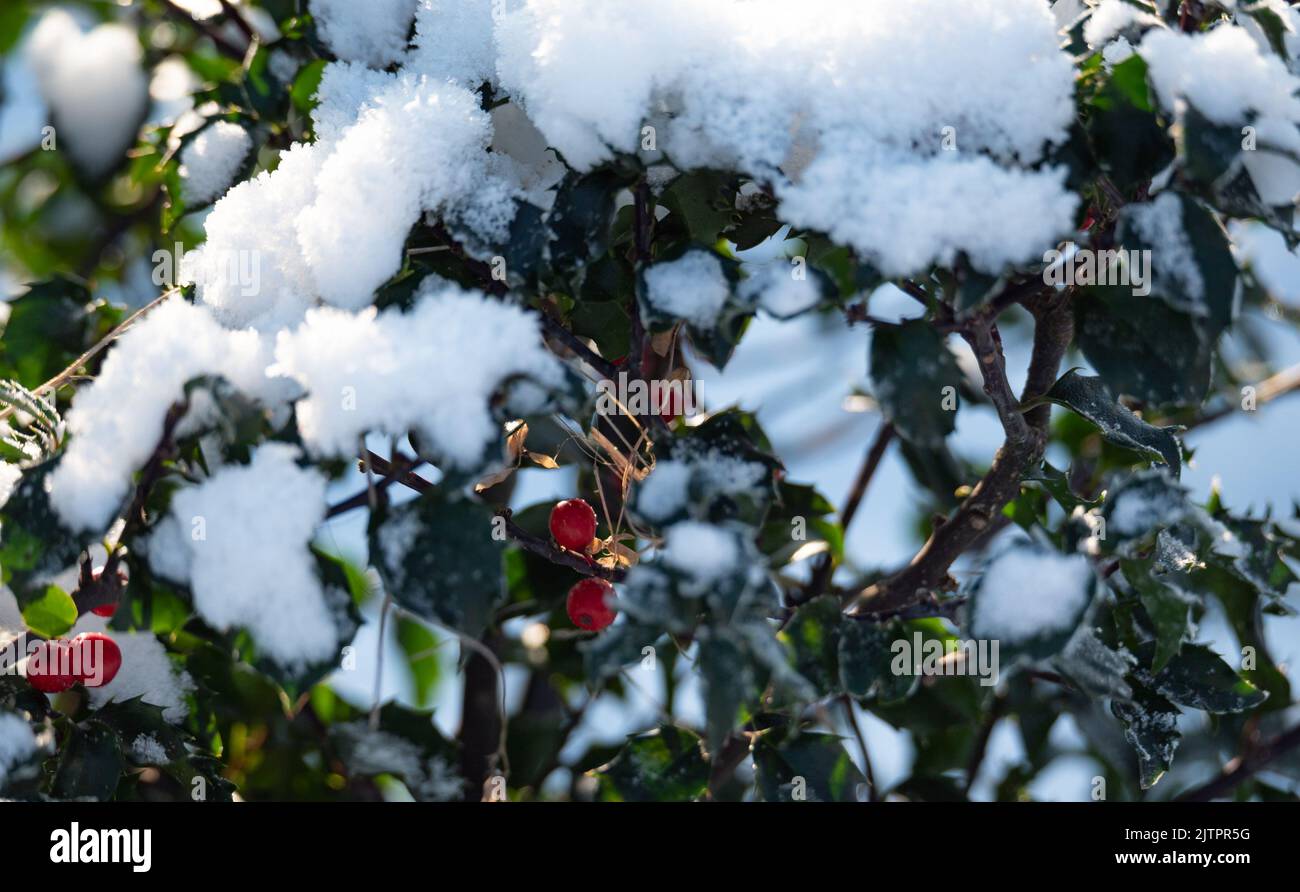 Holly bush covered with snow. Winter in the garden. Decorative shrub ...