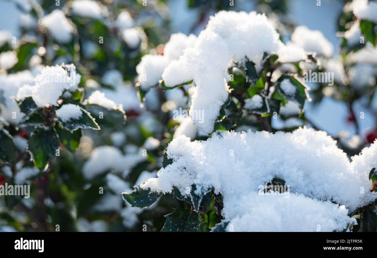 Holly bush covered with snow. Winter in the garden. Decorative shrub ...