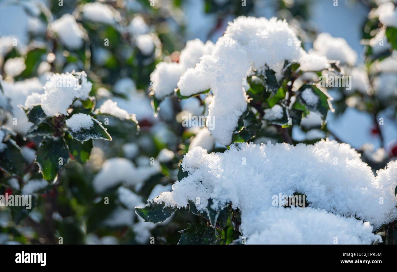Holly bush covered with snow. Winter in the garden. Decorative shrub ...