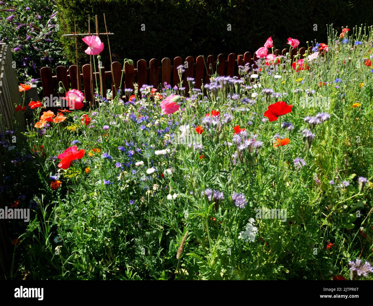 Pollinator patch in suburban garden Stock Photo - Alamy