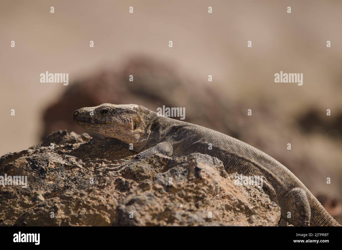 Male Gran Canaria giant lizard Gallotia stehlini. La Garita. Telde ...