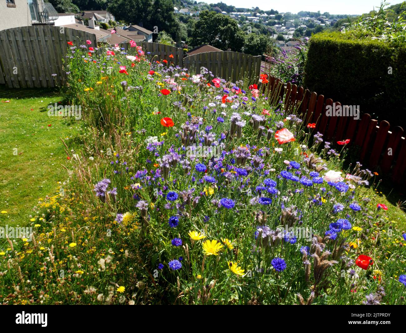 Pollinator hi-res stock photography and images - Alamy