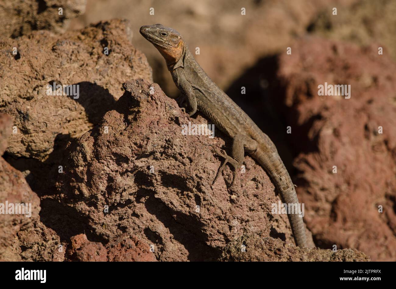 Gran Canaria giant lizard Gallotia stehlini. La Garita. Telde. Gran ...