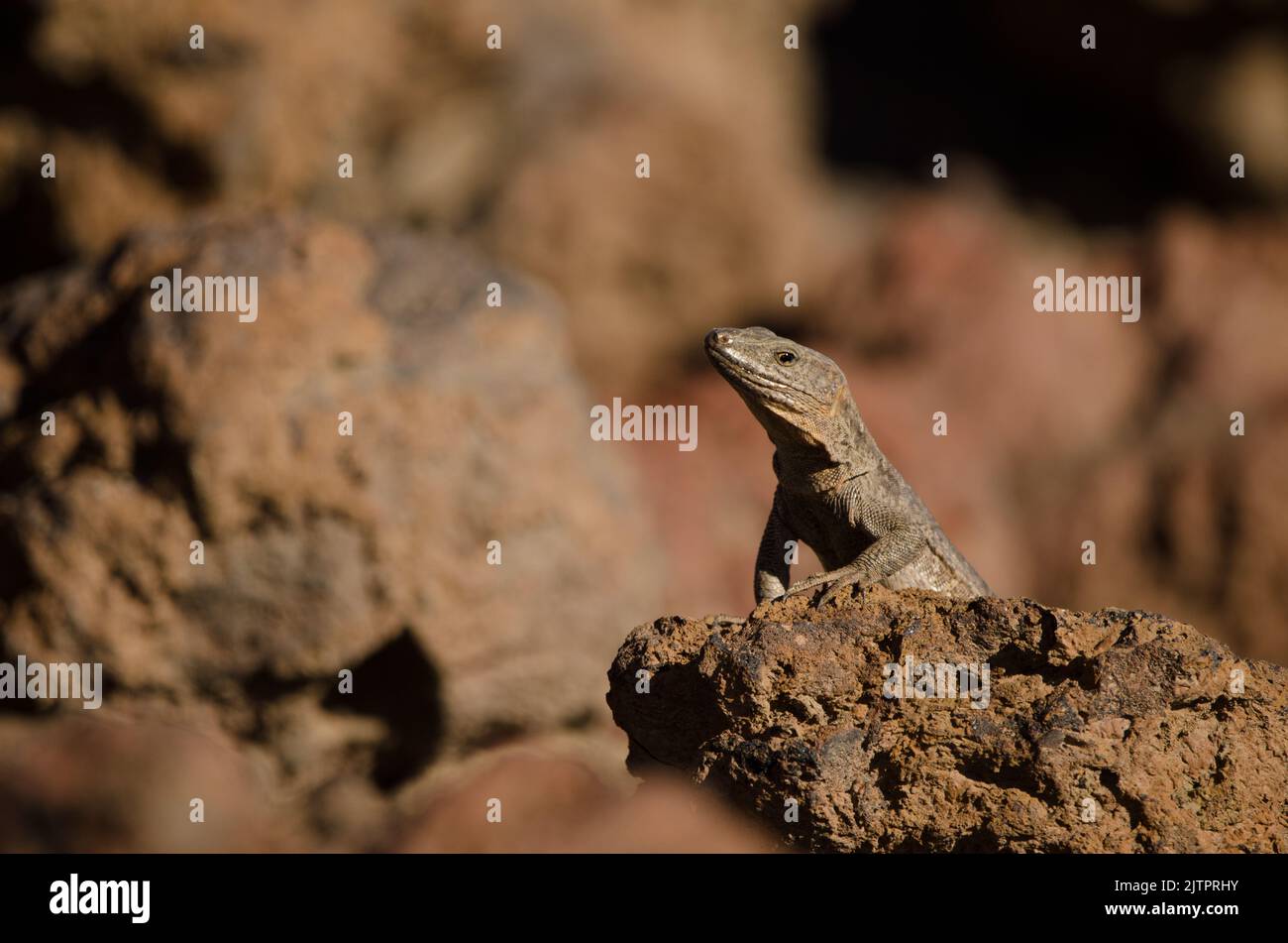 Gran Canaria giant lizard Gallotia stehlini. La Garita. Telde. Gran ...