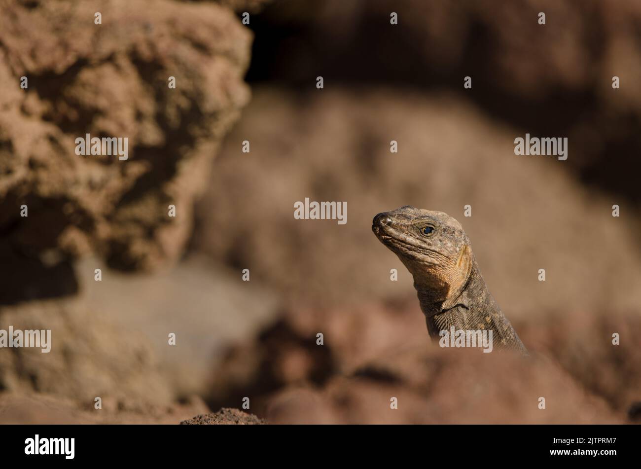 Female Gran Canaria giant lizard Gallotia stehlini. La Garita. Telde ...