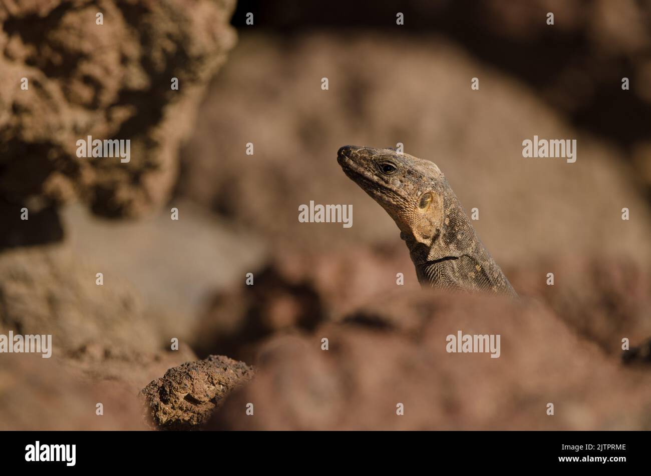 Female Gran Canaria giant lizard Gallotia stehlini. La Garita. Telde ...