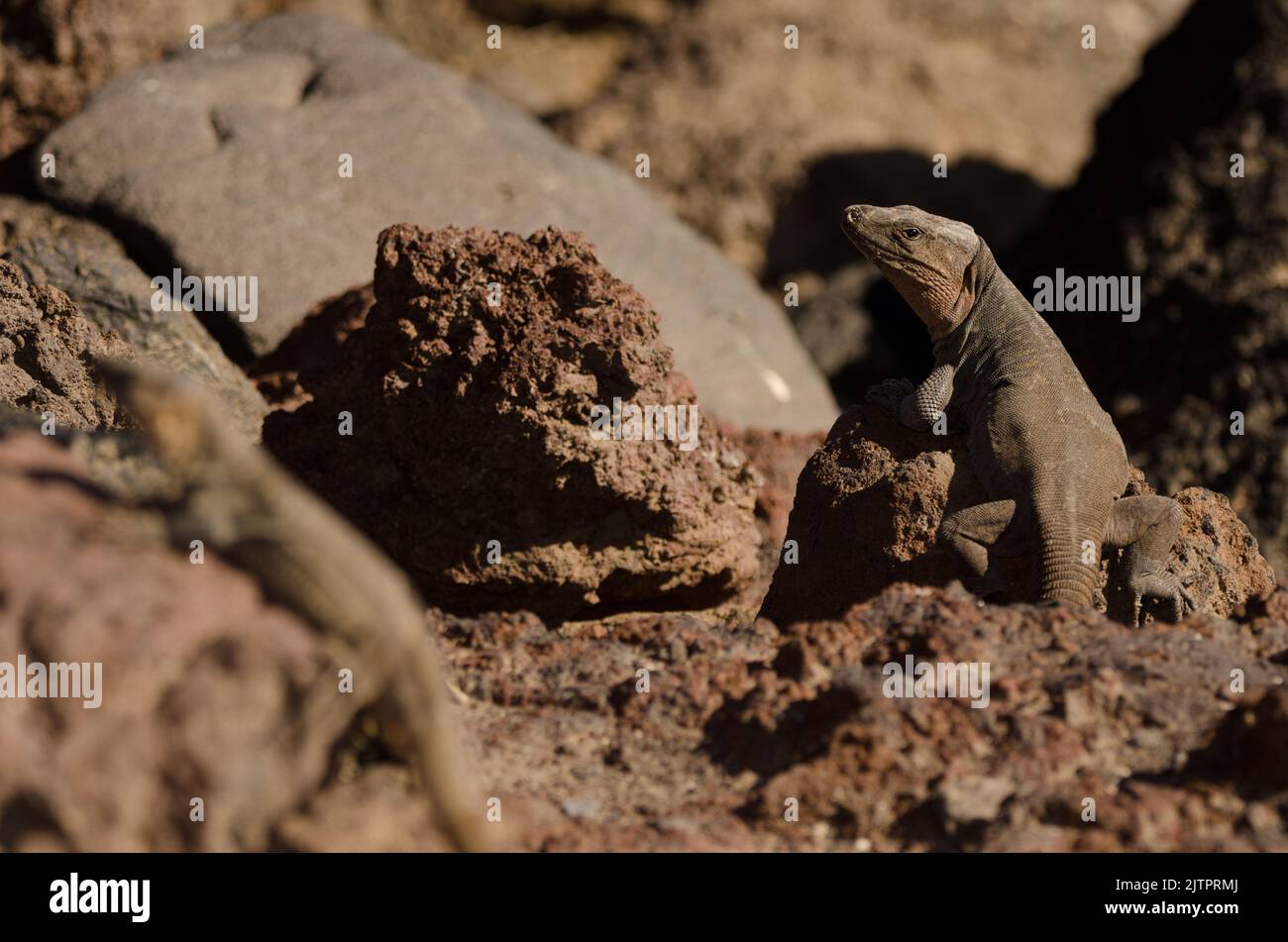 Gran Canaria giant lizards Gallotia stehlini with a male in the ...