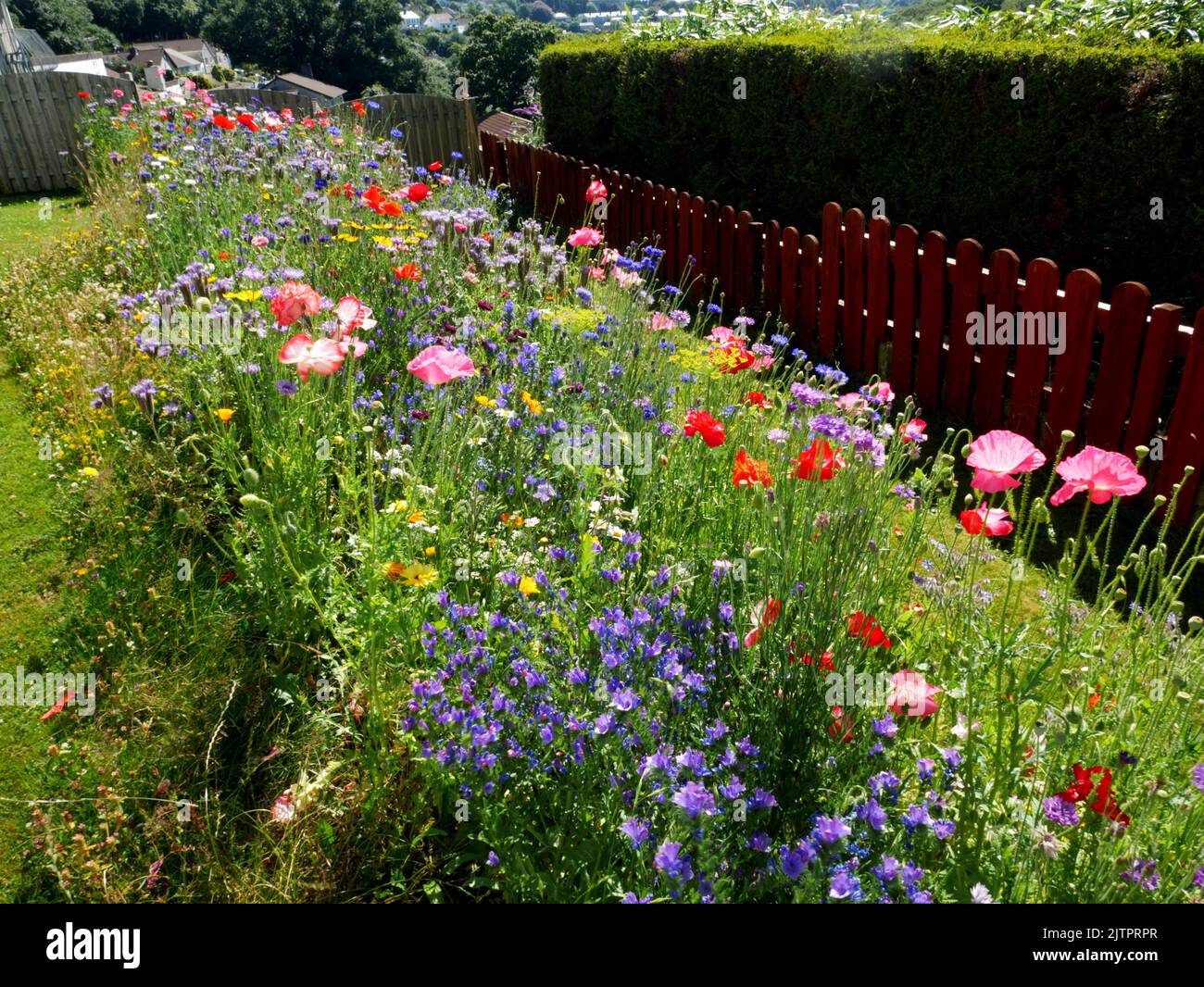 Pollinator plants garden hi-res stock photography and images - Alamy