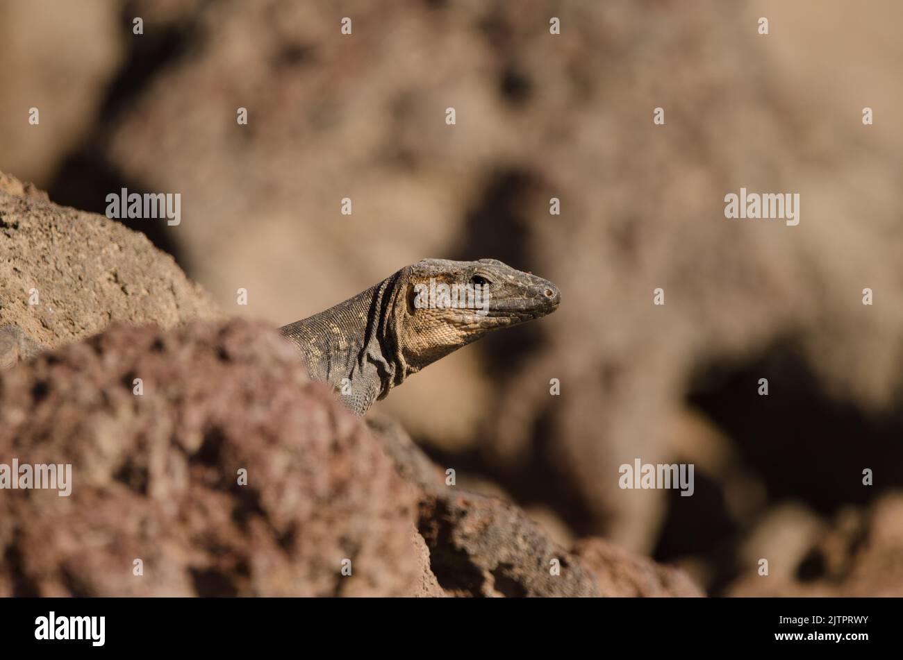 Male Gran Canaria giant lizard Gallotia stehlini. La Garita. Telde ...