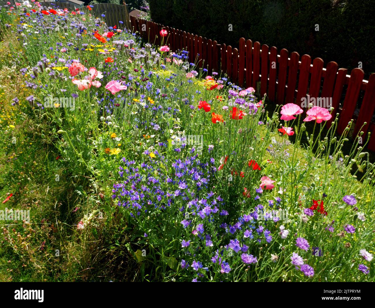 Mixed pollinator plants hi-res stock photography and images - Alamy