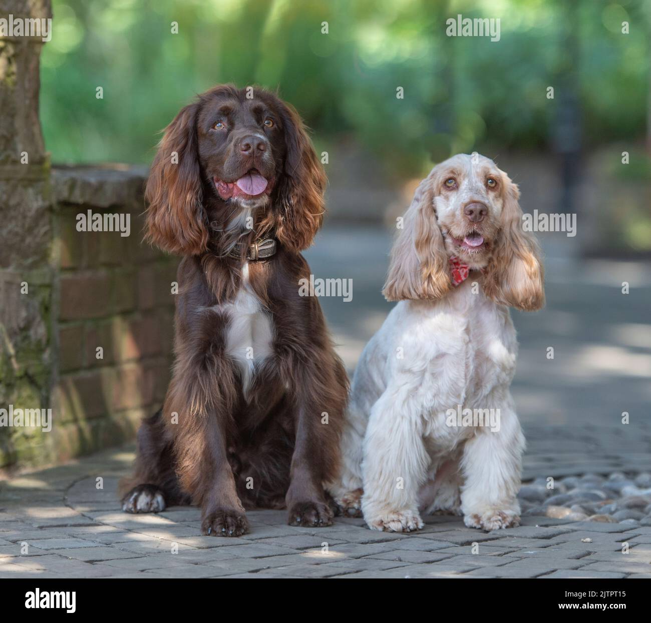 sprocker and a cocker spaniel Stock Photo - Alamy