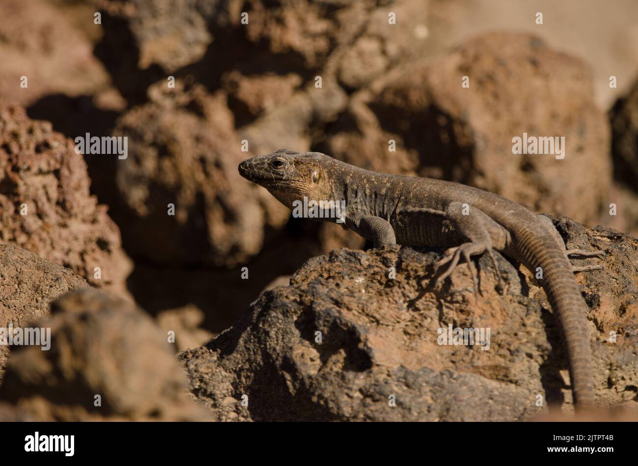 Male Gran Canaria giant lizard Gallotia stehlini. La Garita. Telde ...