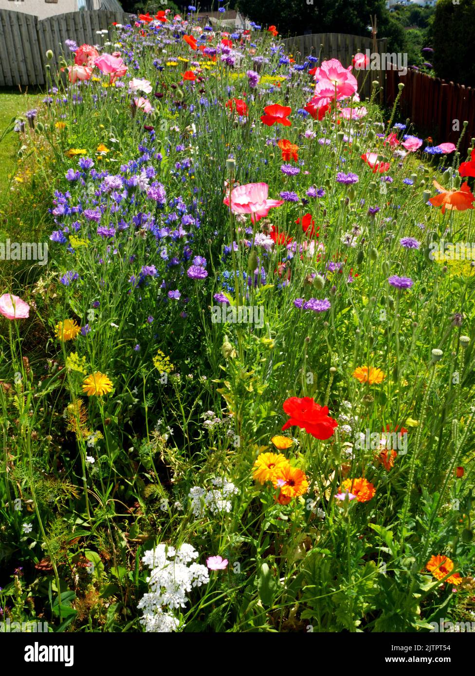 Pollinator hi-res stock photography and images - Alamy