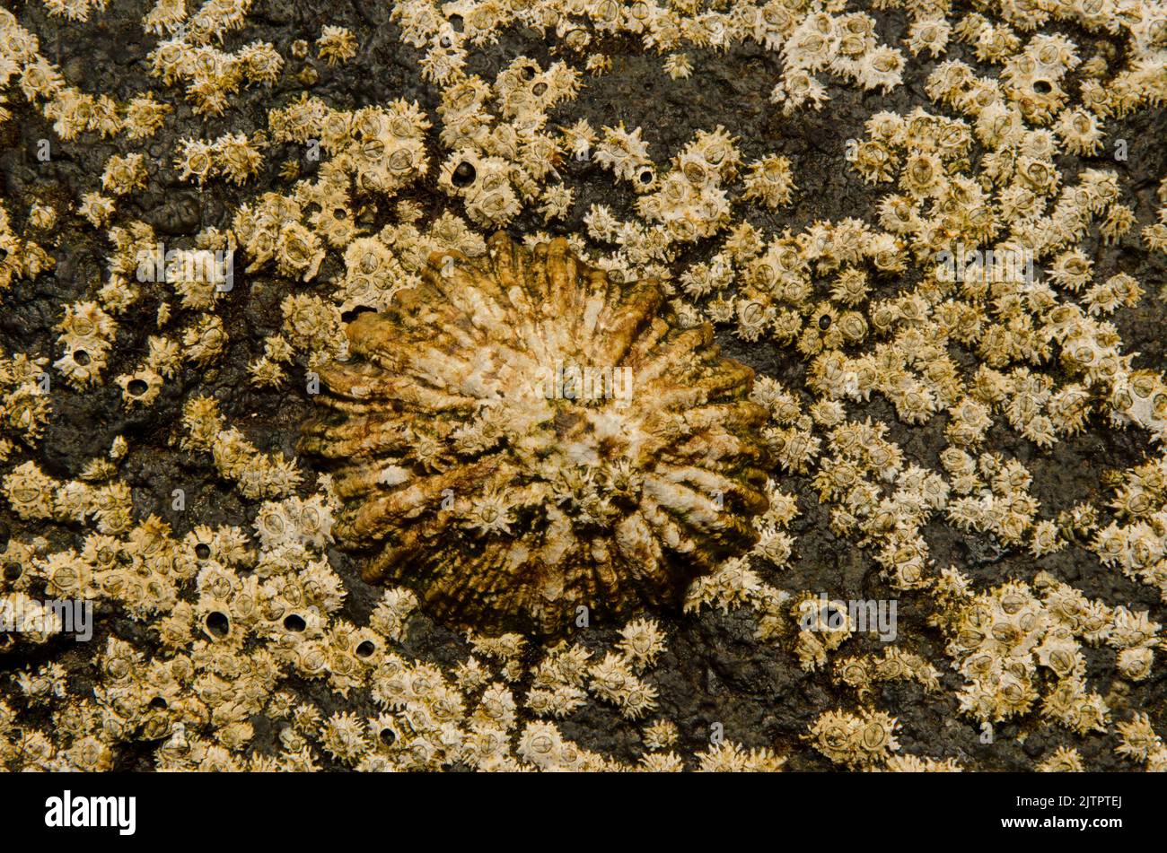 Azorean limpet Patella aspera and acorn barnacles Chthamalus stellatus ...