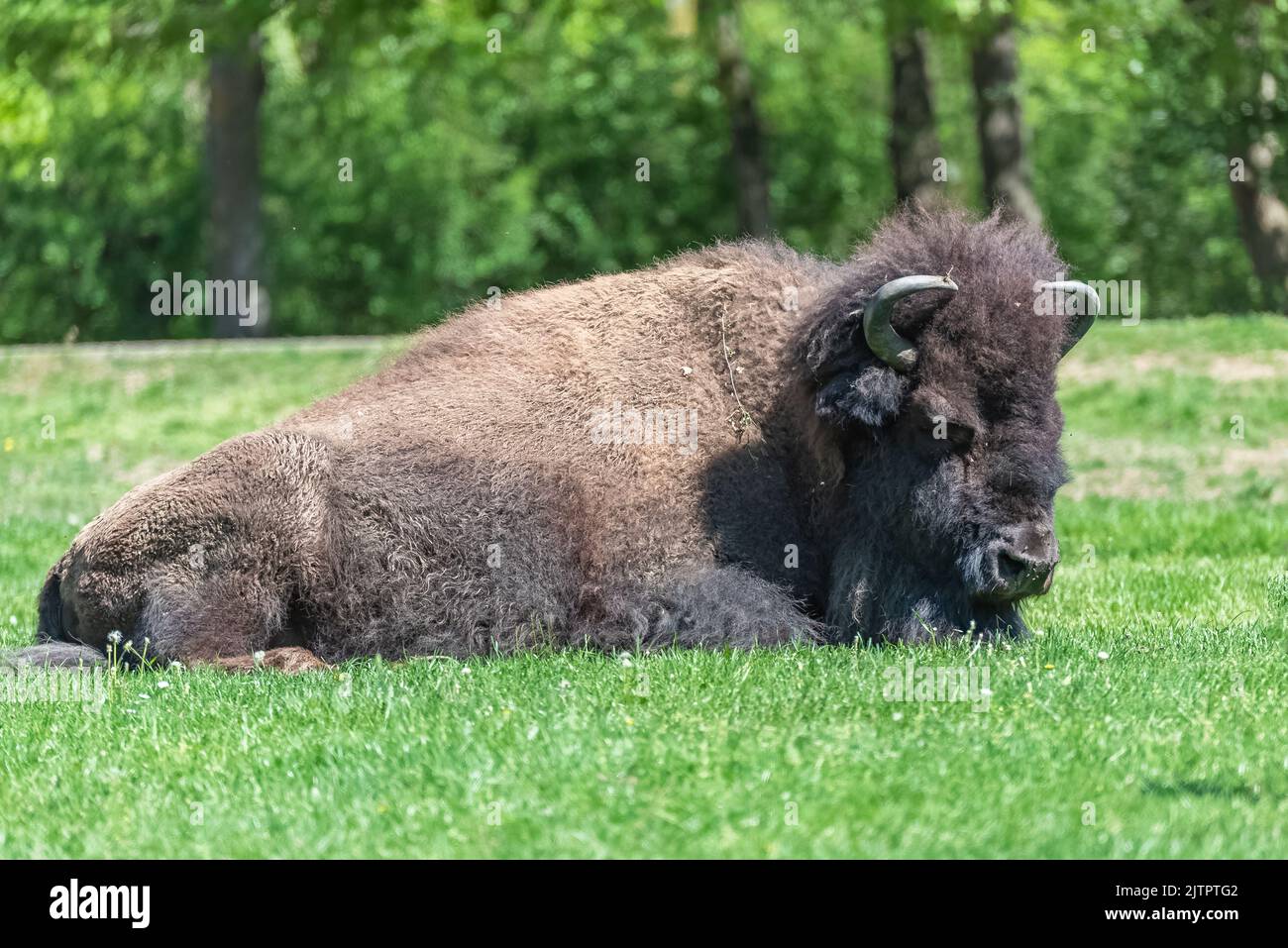 Buffalo lying on the grass, Bison bison, big animal Stock Photo - Alamy