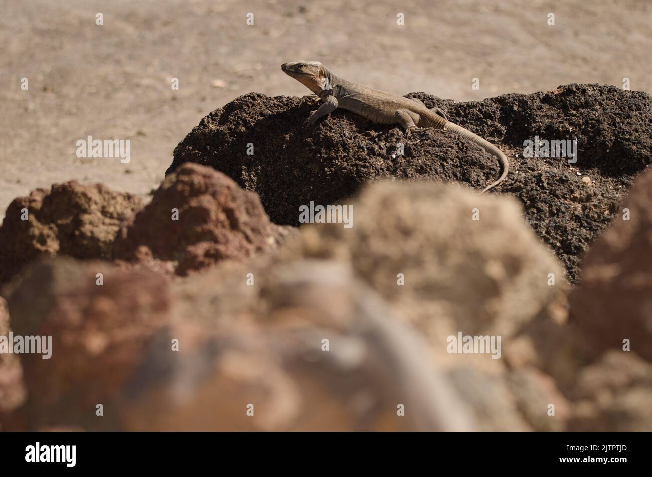 Gran canaria giant lizards hi-res stock photography and images - Alamy