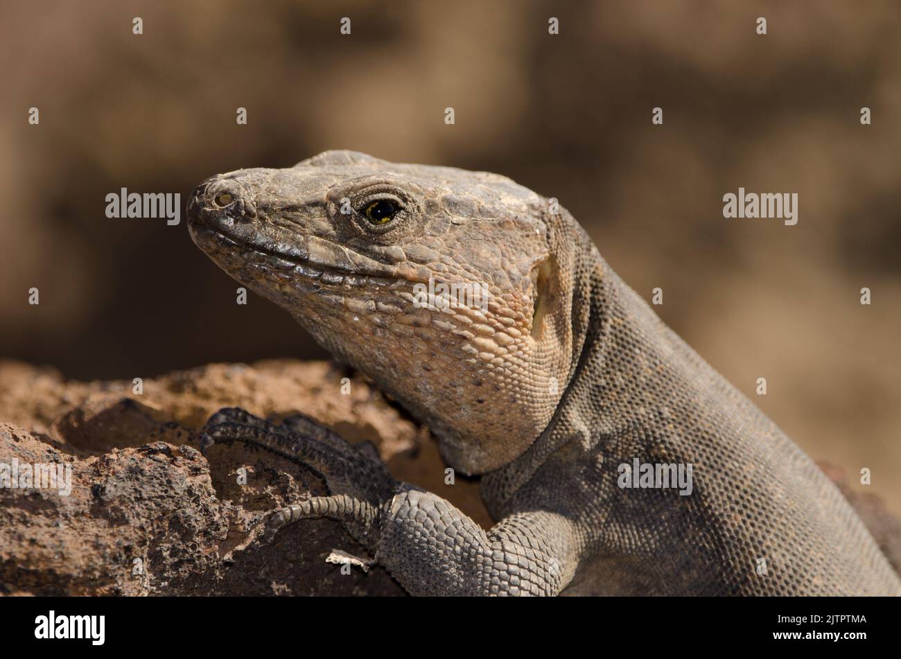 Male Gran Canaria giant lizard Gallotia stehlini. La Garita. Telde ...