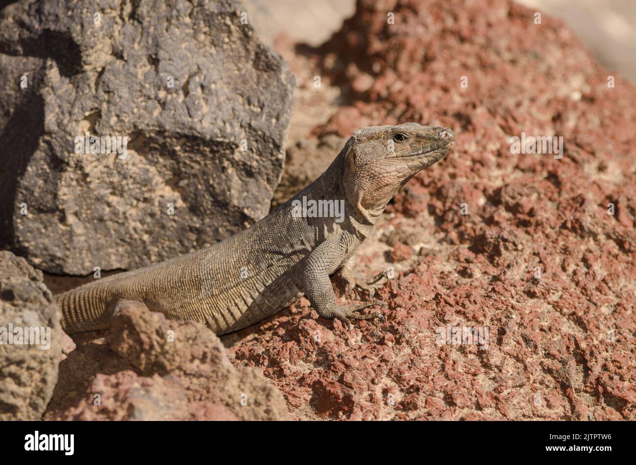 Male Gran Canaria giant lizard Gallotia stehlini. La Garita. Telde ...