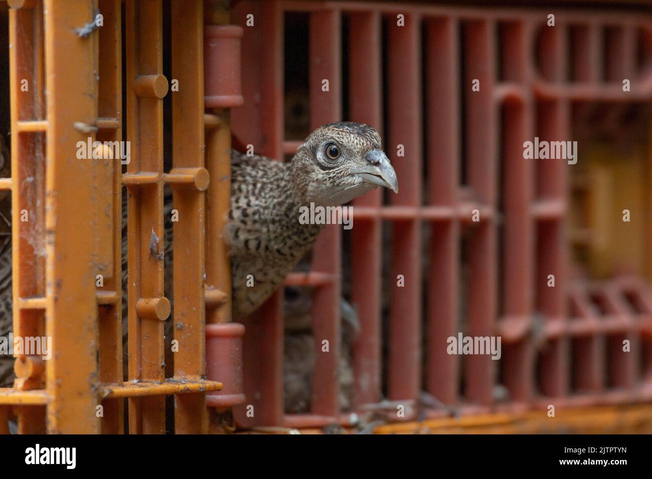 Transport crate hi-res stock photography and images - Alamy