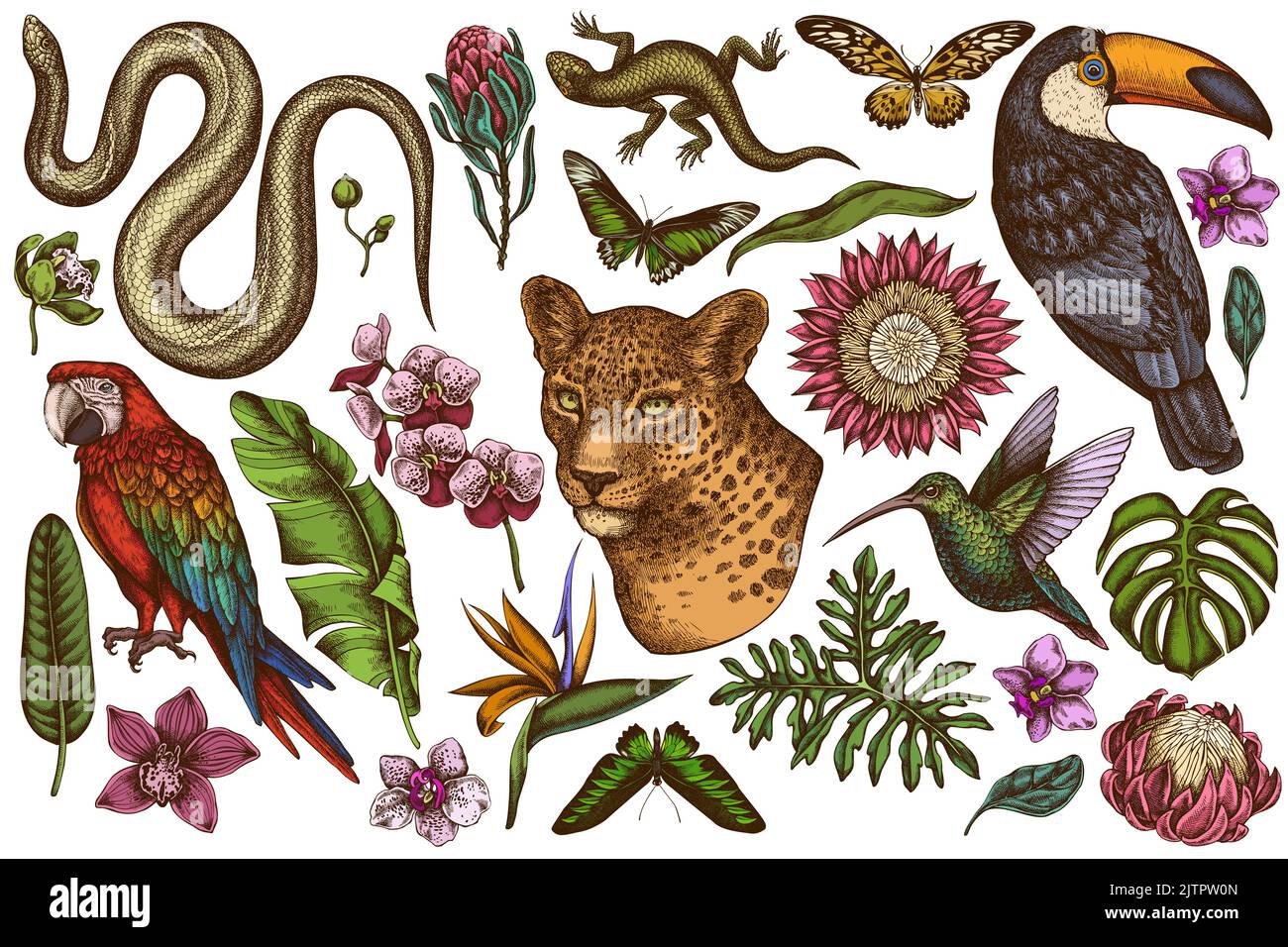 Scarlet swallowtail butterfly Stock Vector Images - Alamy