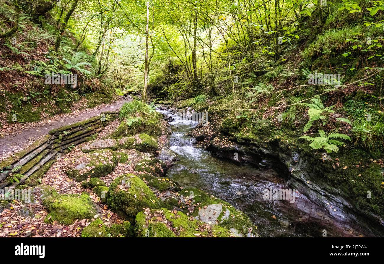 Footpath beside the River Lyd in Lydford Gorge, Lydford, Devon, UK ...