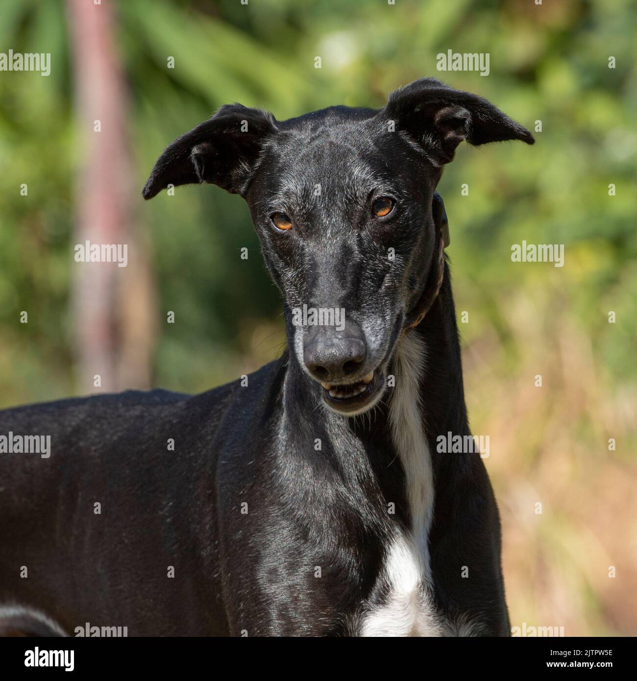 Spanish galgo greyhound Stock Photo - Alamy