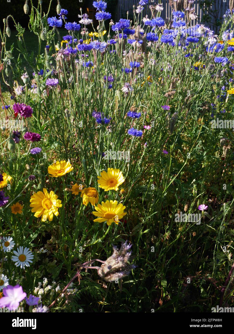 Mixed pollinator plants hi-res stock photography and images - Alamy