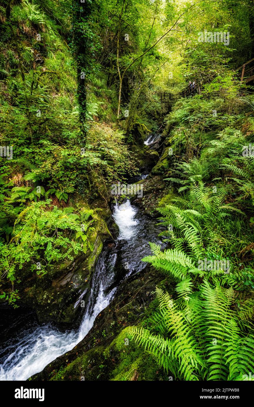 The River Lyd, dropping through Lydford Gorge, Lydford, Devon, UK Stock ...