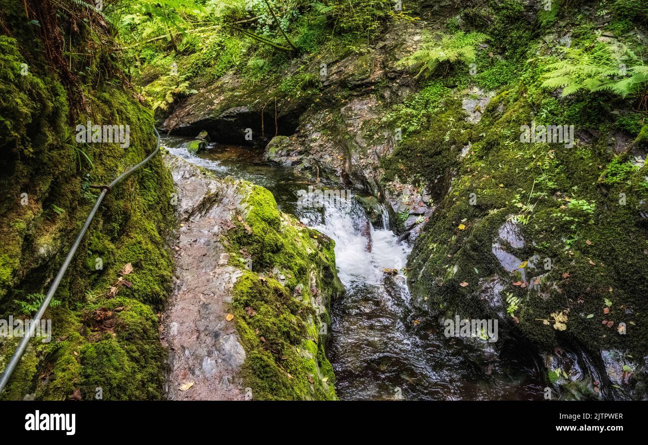 A narrow footpath with safety railing in Lydford Gorge, Lydford, Devon ...
