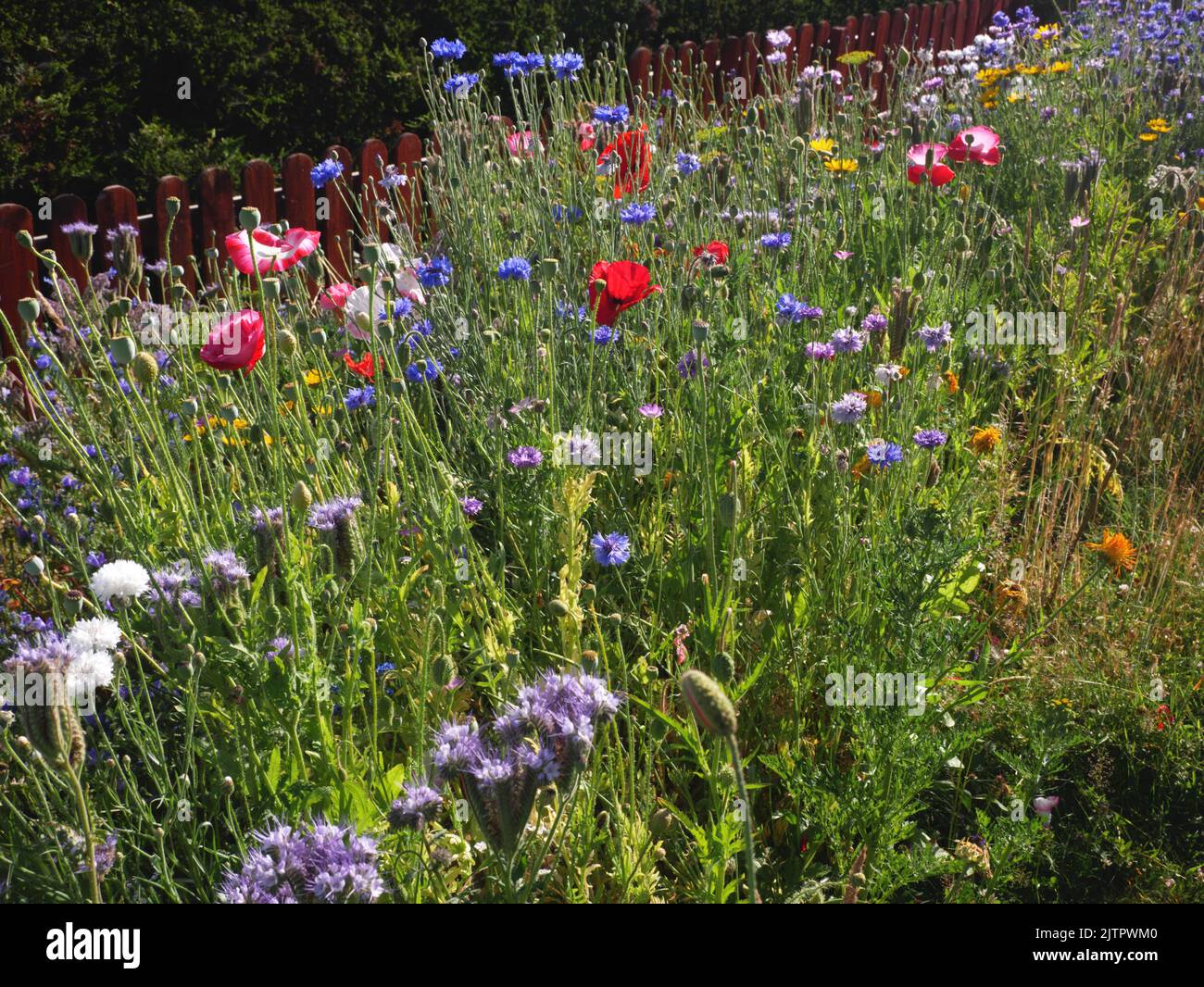 Mixed pollinator plants hi-res stock photography and images - Alamy