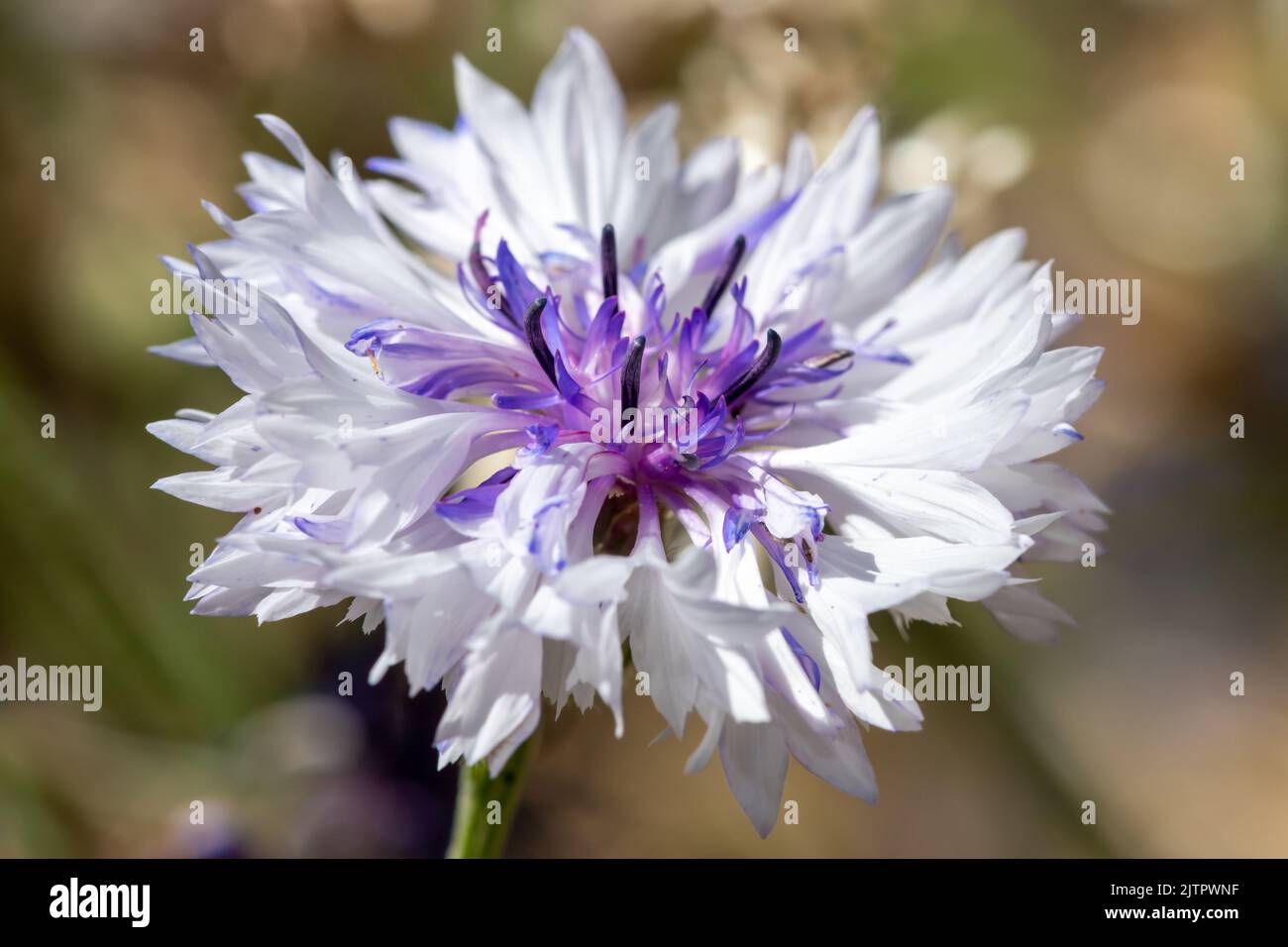 Centaurea cyanus cultivar hi-res stock photography and images - Alamy