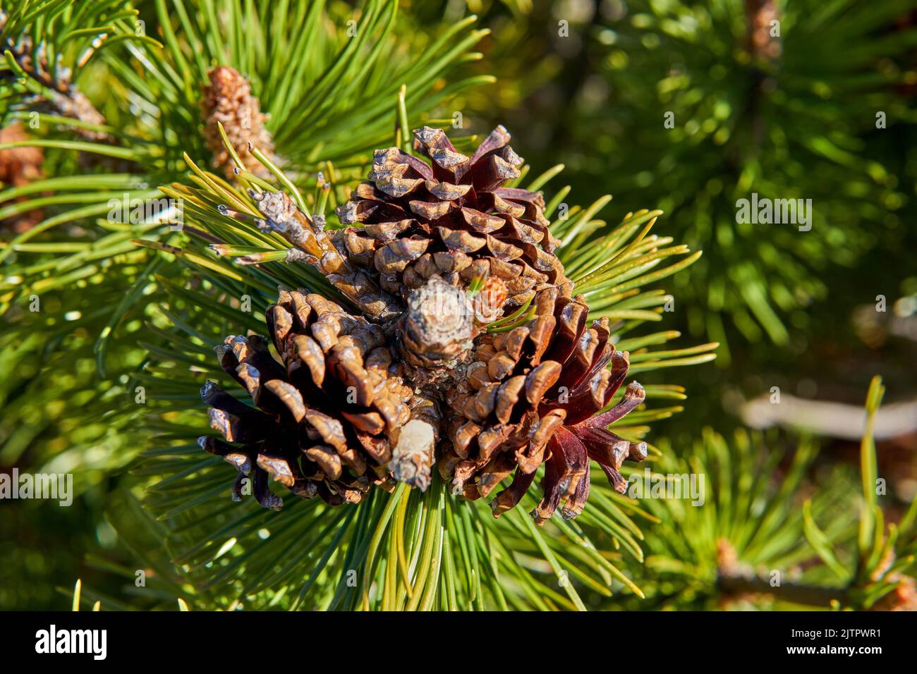 The three conifer cones on the branch of a pine tree under the sunlight ...