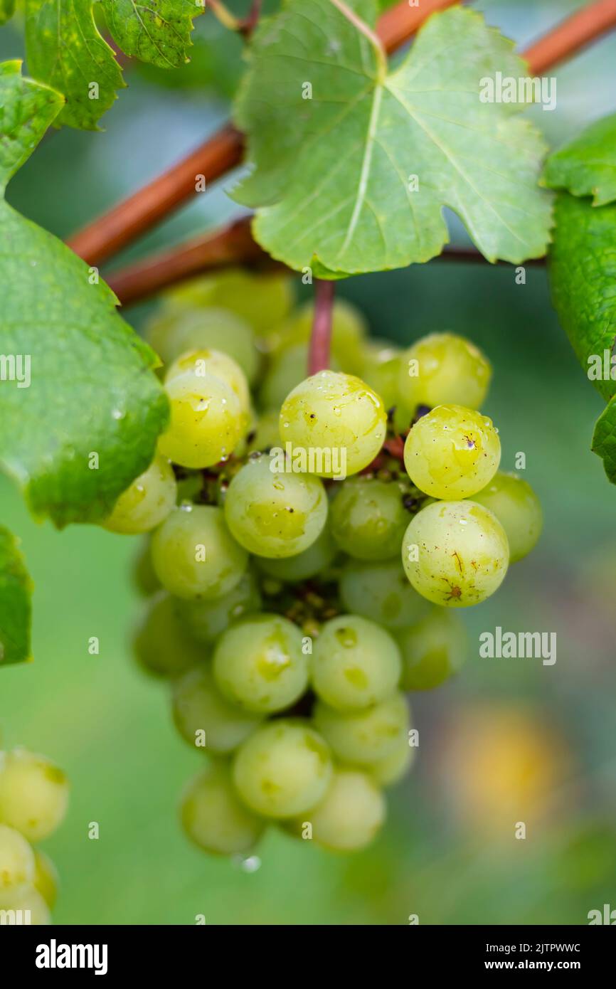 Grapevine in garden, selective focus with blur background. Sweet and ...