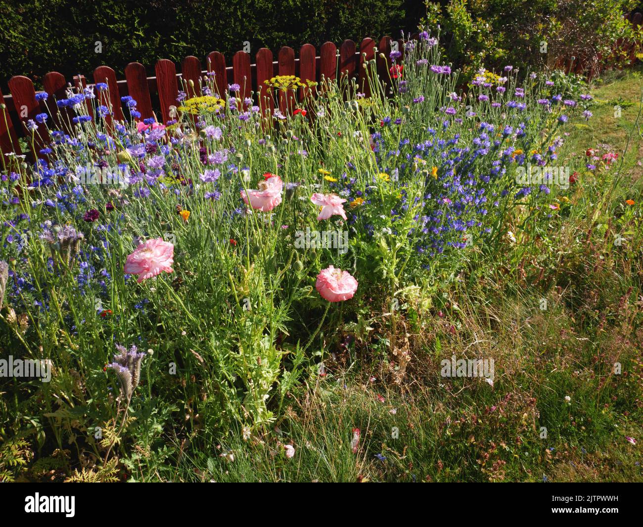 Mixed pollinator plants hi-res stock photography and images - Alamy