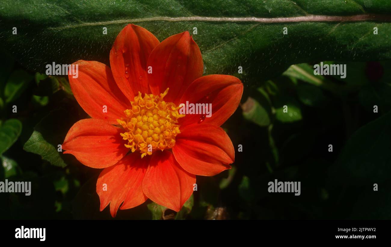 The macro vertical view of a red dahlia flower blooming under the ...