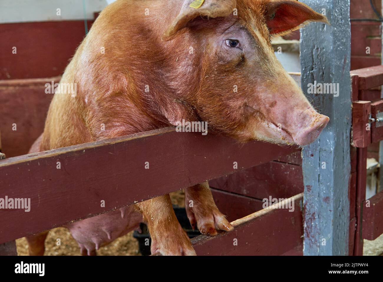 Pig profile hi-res stock photography and images - Alamy