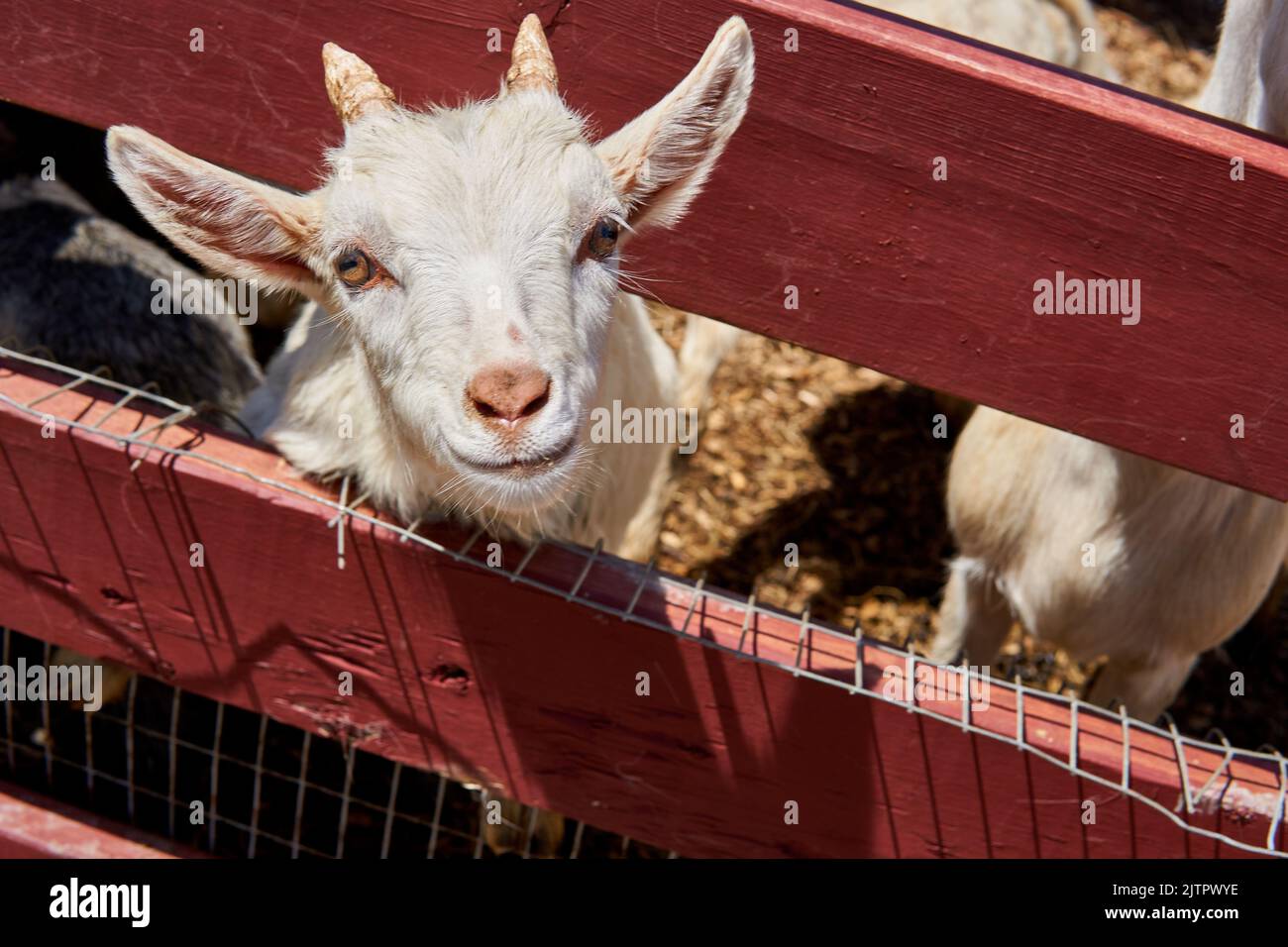 Finnish Landrace Goat