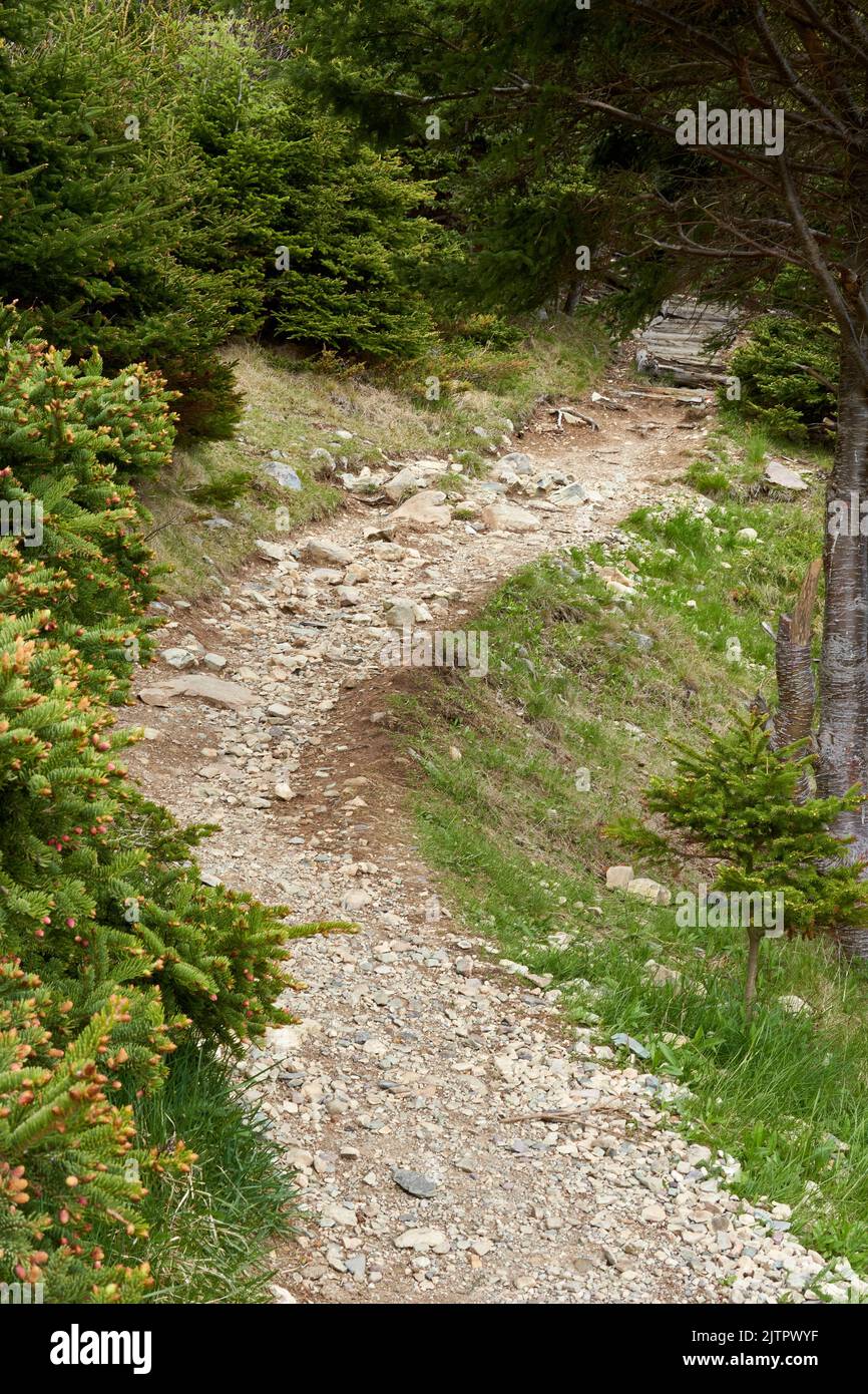 The vertical high-angle view of a pathway leading into the woods Stock ...