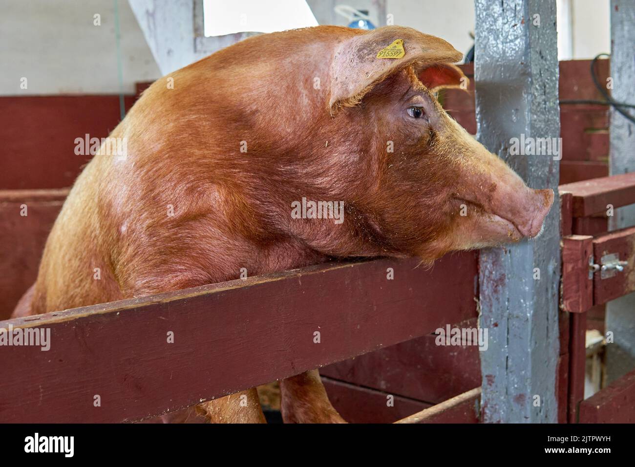 The close-up profile view of a Duroc pig climbing on the wooden fence ...