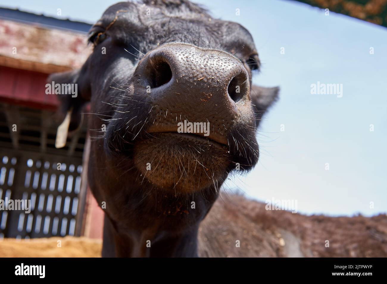 The close-up low-angle view of a black cow under the sunlight Stock ...