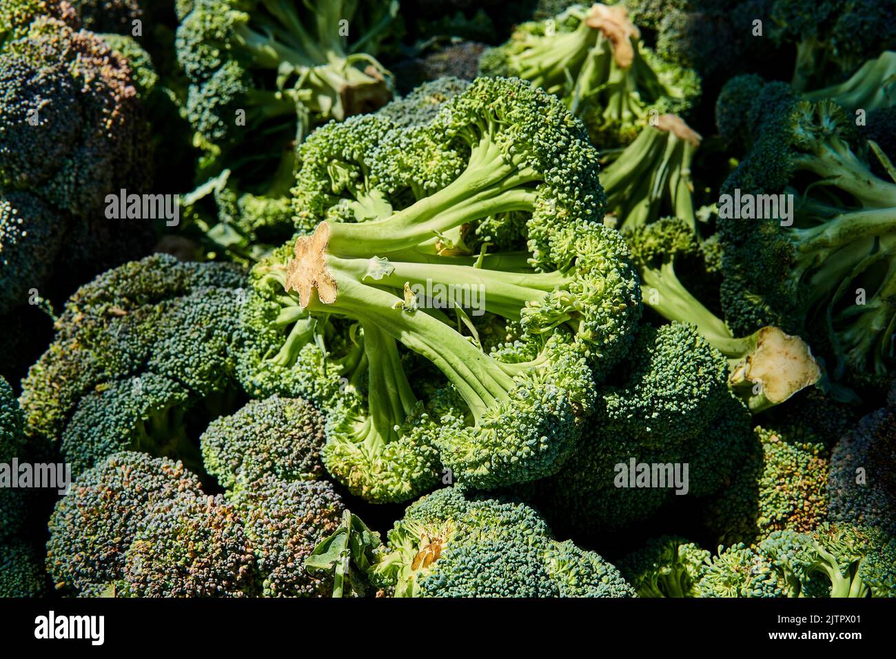 The close-up view of a pile of fresh broccolis under the sunlight Stock ...